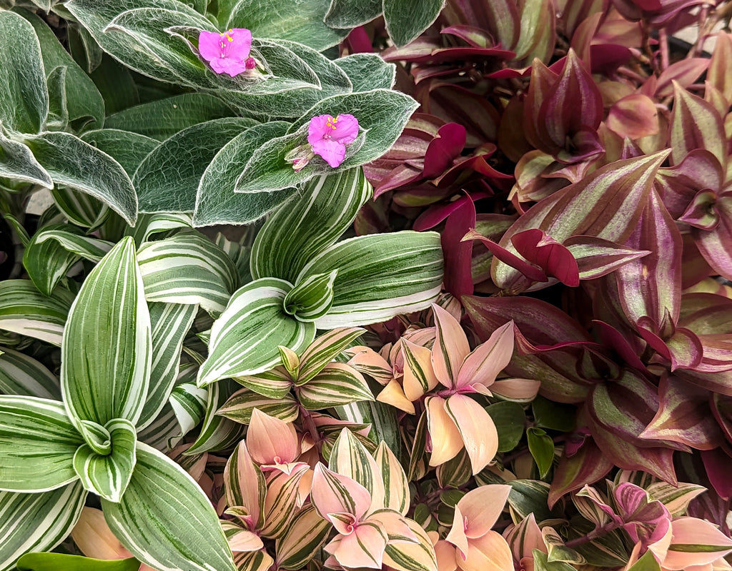 Tradescantia 101: A comprehensive spiderwort care guide! – Our Plant Shop