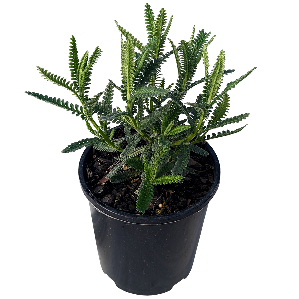 Lavandula Dentata French Lavender Our Plant Shop lavandula-dentata-french-lavender-our-plant-shop