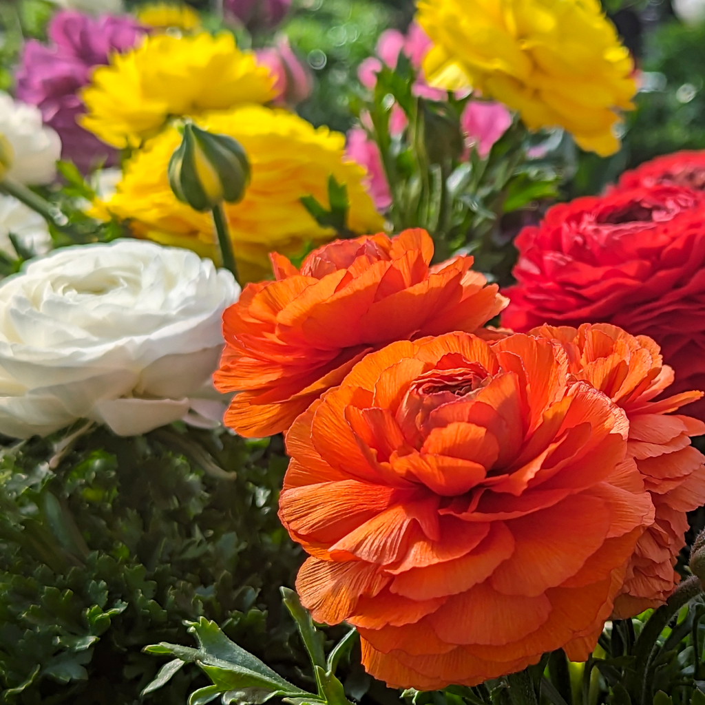Beauty in the Unexpected - Ranunculus: A comprehensive care Guide – Our ...