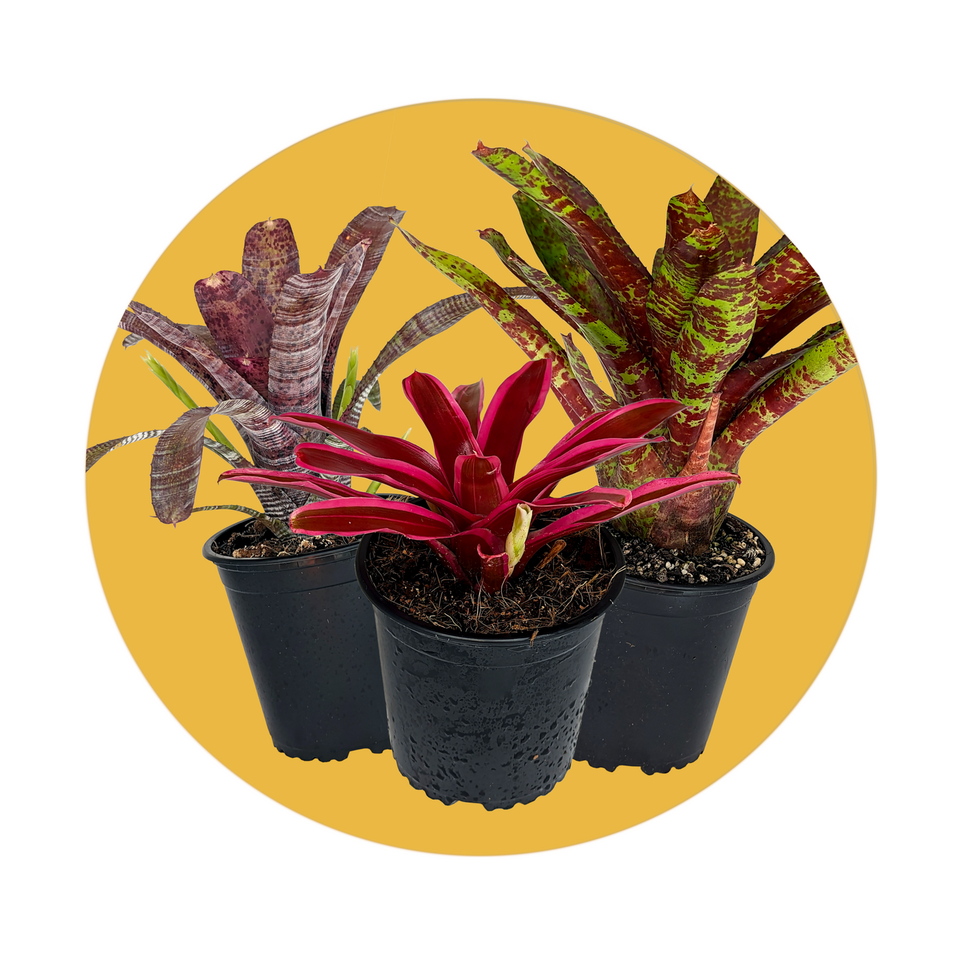 Bromeliads - Bromeliads Online Australia | Our Plant Shop.