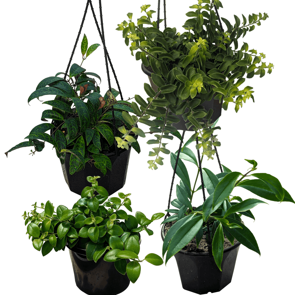 Buy Online Plants Australia | Online Plant Shop – Our Plant Shop