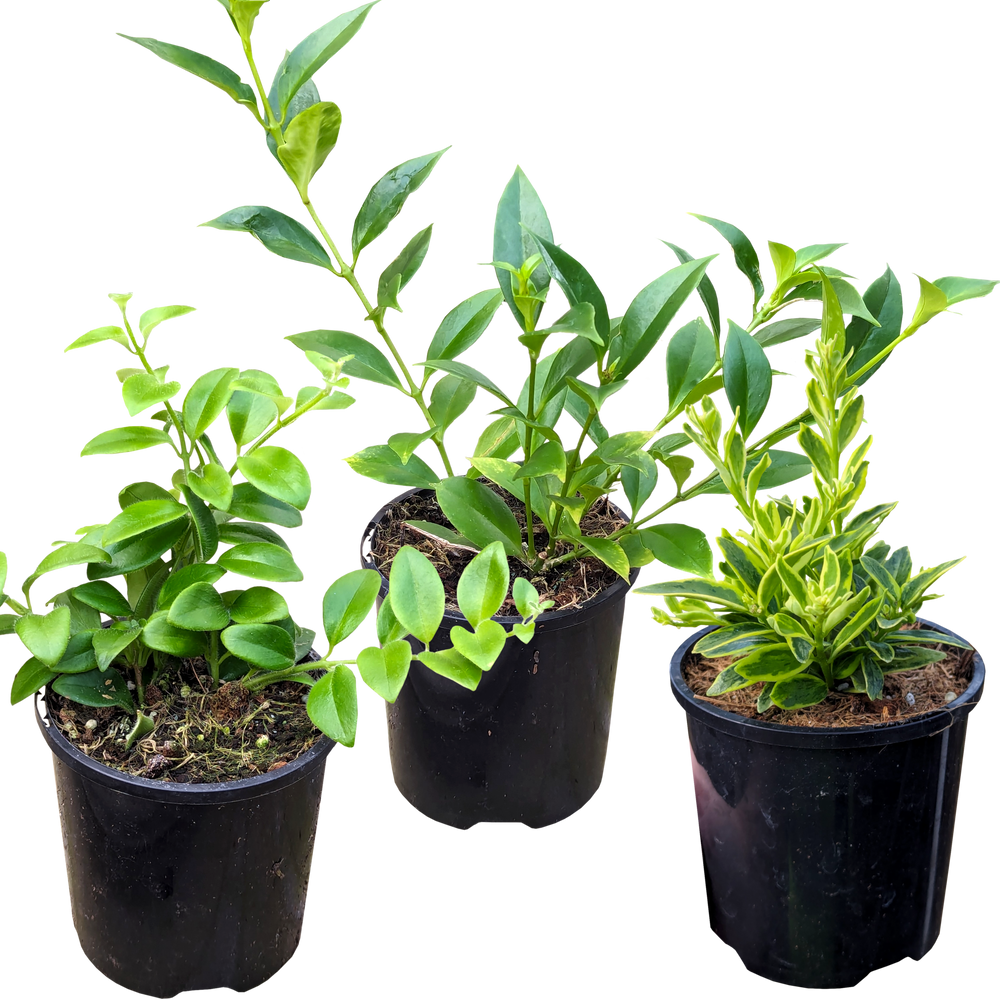 Buy Online Plants Australia | Online Plant Shop – Our Plant Shop