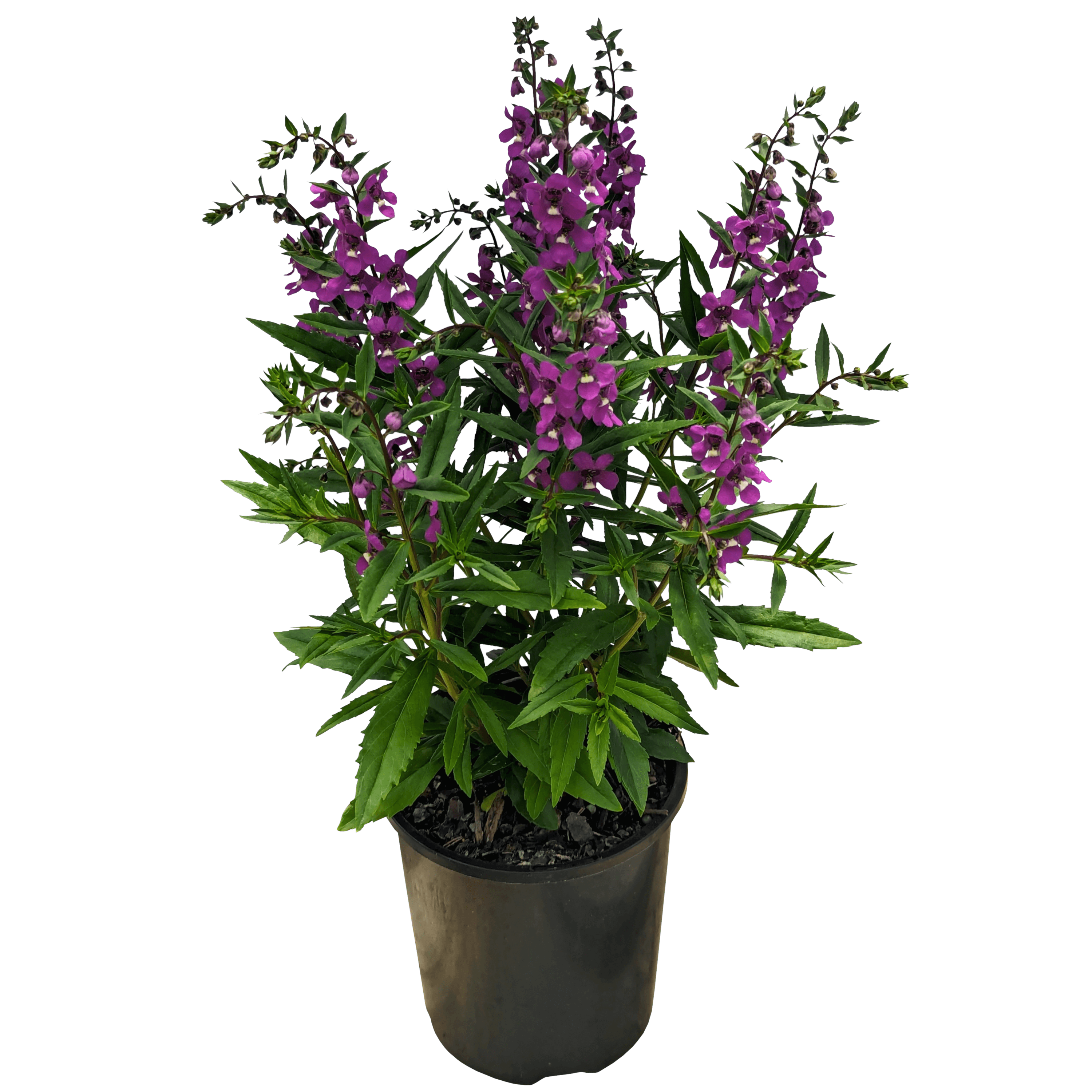 Angelonia augustifolia - Angelonia Serena | Our Plant Shop