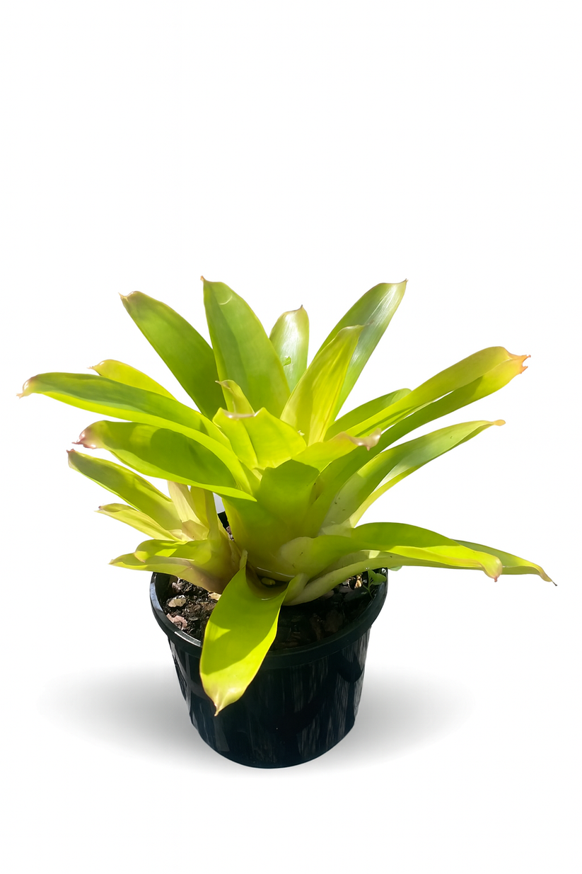 Vriesea spp. Flowering Bromeliads – Exotic Blooms & Tropical Foliage ...