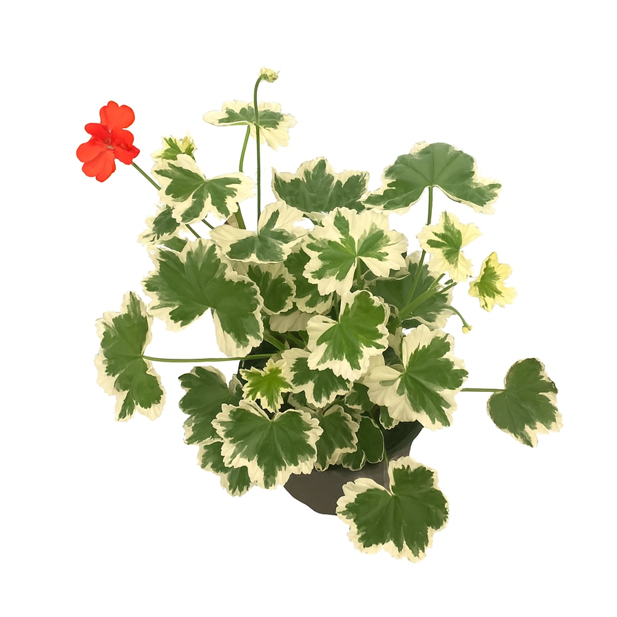 Pelargonium Ice Queen – Our Plant Shop
