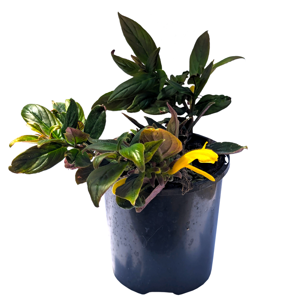 Columnea mercure - Yellow Lipstick Plant | Our Plant Shop