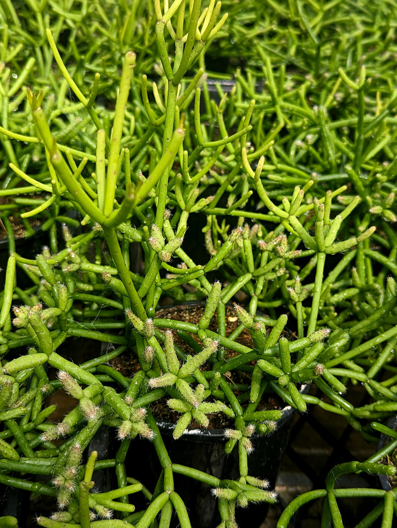 A Rhipsalis Care Guide -Our Plant Shop-Online plant Shop.