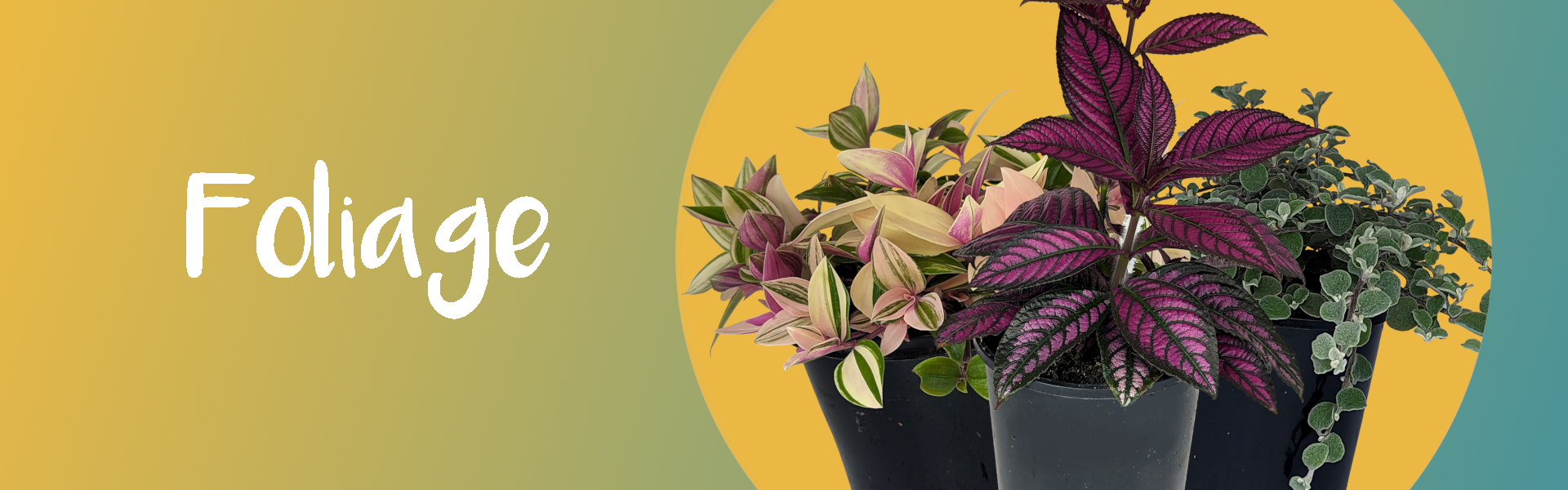 Foliage - Buy Plants Online Australia | Our Plant Shop