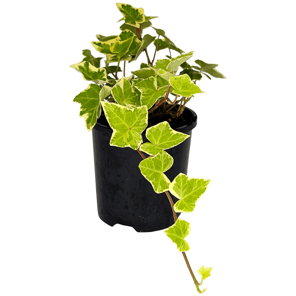 Hedera helix - Goldchild English Ivy | Our Plant Shop