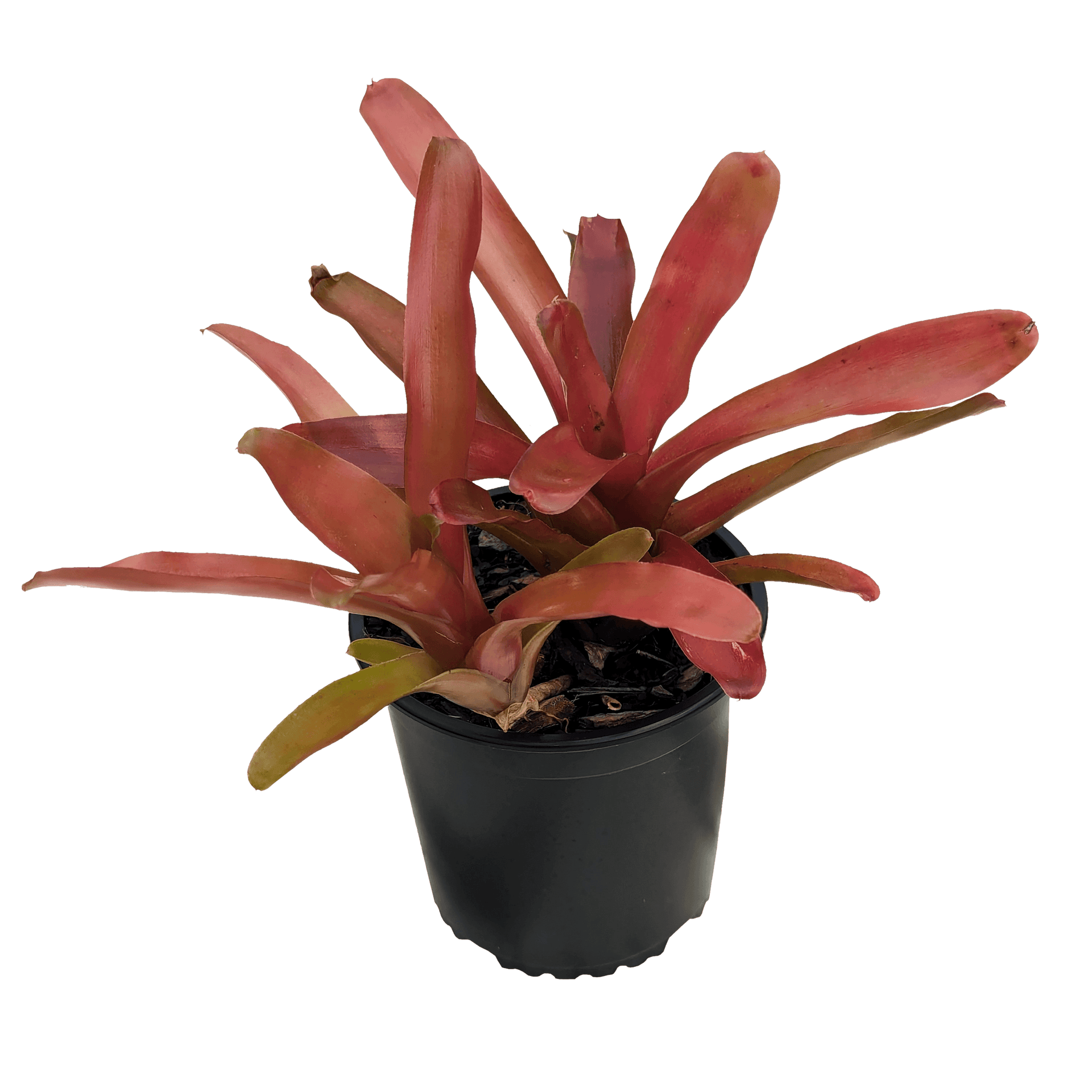 Neoregelia fireball - Bromeliaceae | Our Plant Shop
