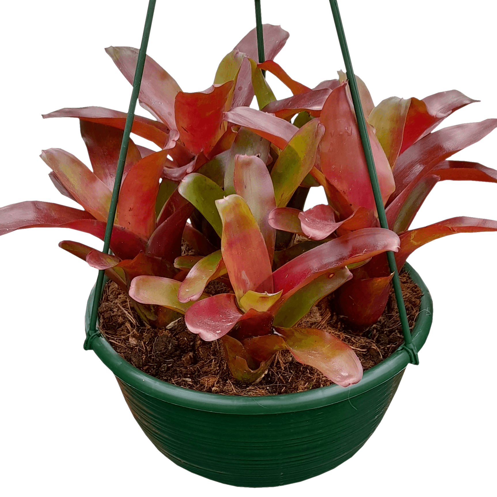 Neoregelia fireball - Bromeliaceae | Our Plant Shop