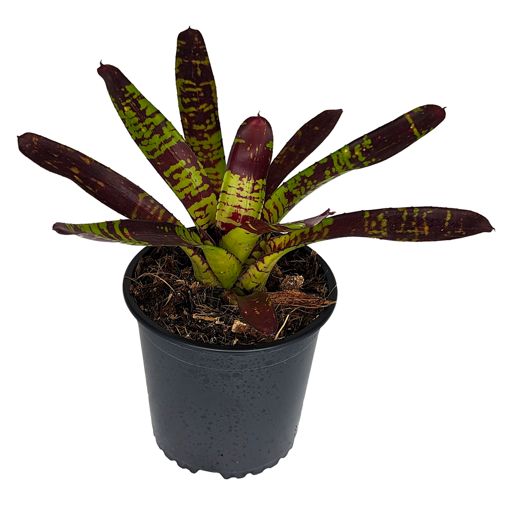 Neoregelia - Flash Point - Bromeliad | Our Plant Shop