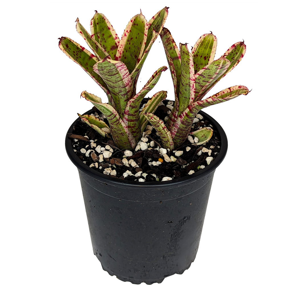 Neoregelia - 'Gizmo' - Bromeliads | Our Plant Shop