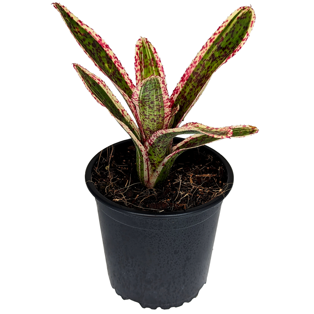 Neoregelia - Heat Rash - Bromeliad | Our Plant Shop Neoregelia - Heat Rash - Bromeliad | Our Plant Shop