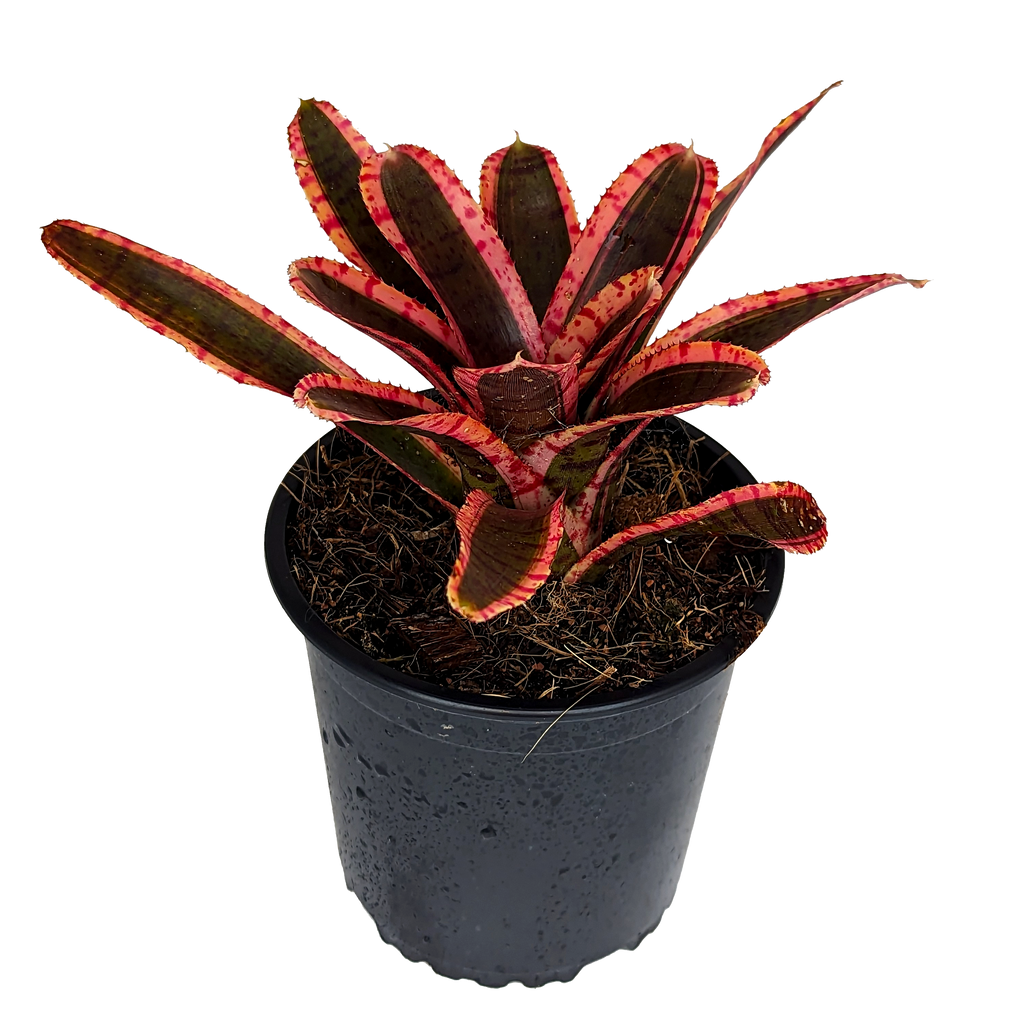 Neoregelia - Whiplash - Bromeliad Family | Our Plant Shop