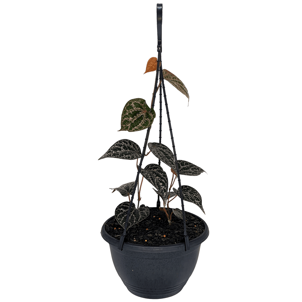 Piper Ornatum - Celebes Pepper - Houseplant | Our Plant Shop