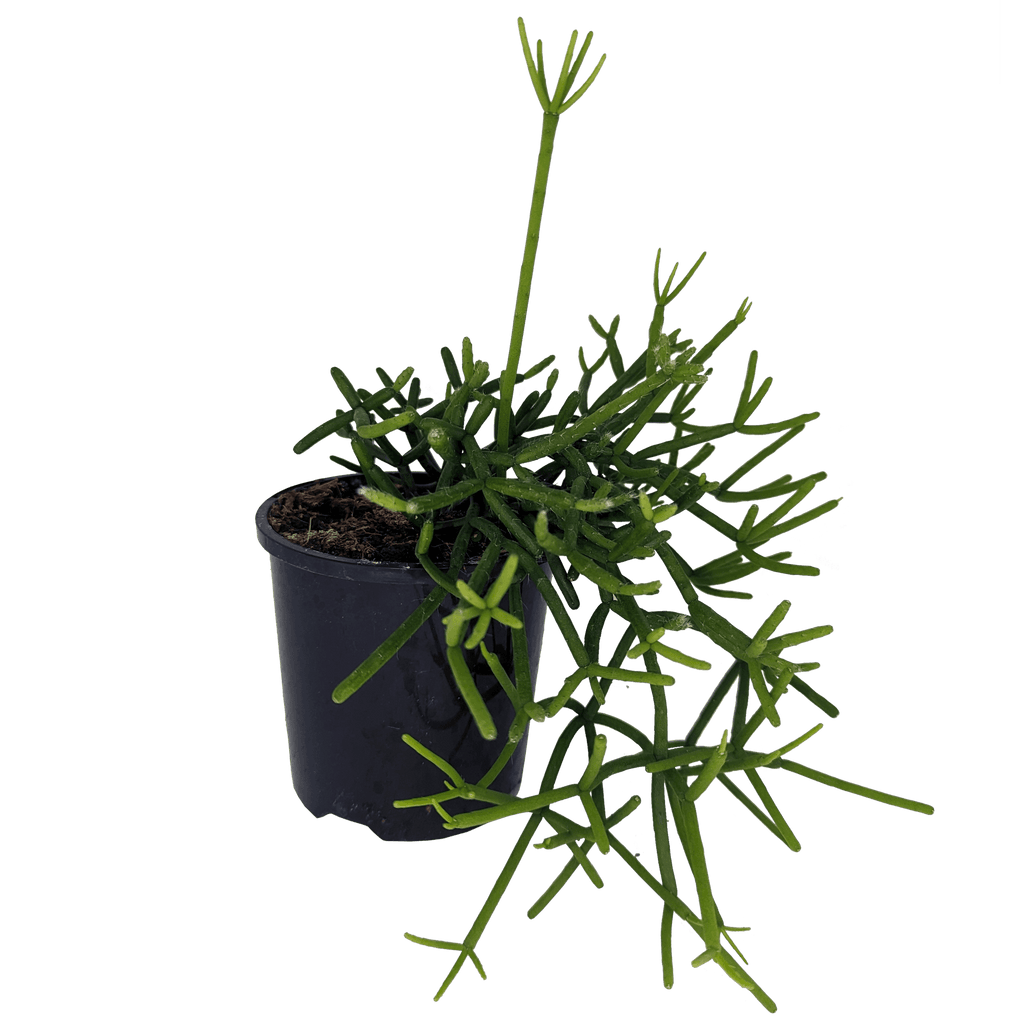 Rhipsalis teres - Jungle Cactus - Epiphyte | Our Plant Shop