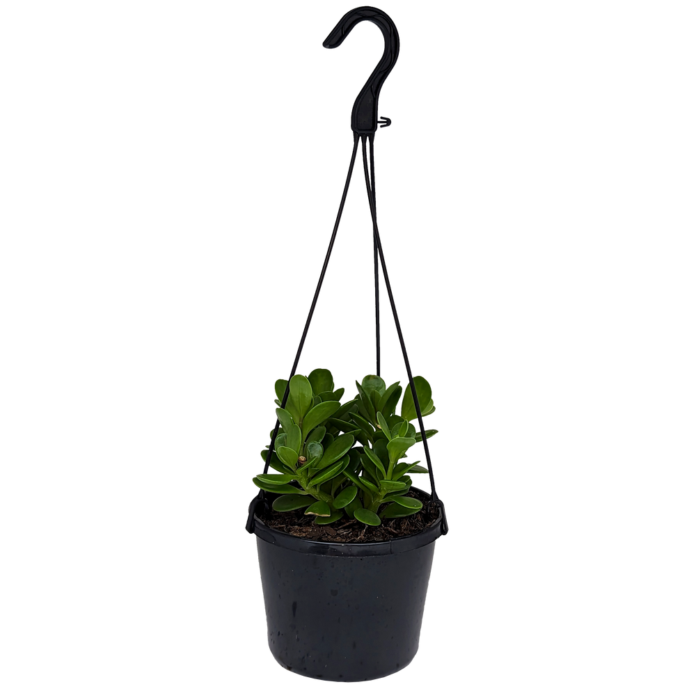 Senecio jacobsenii - Trailing Jade | Our Plant Shop