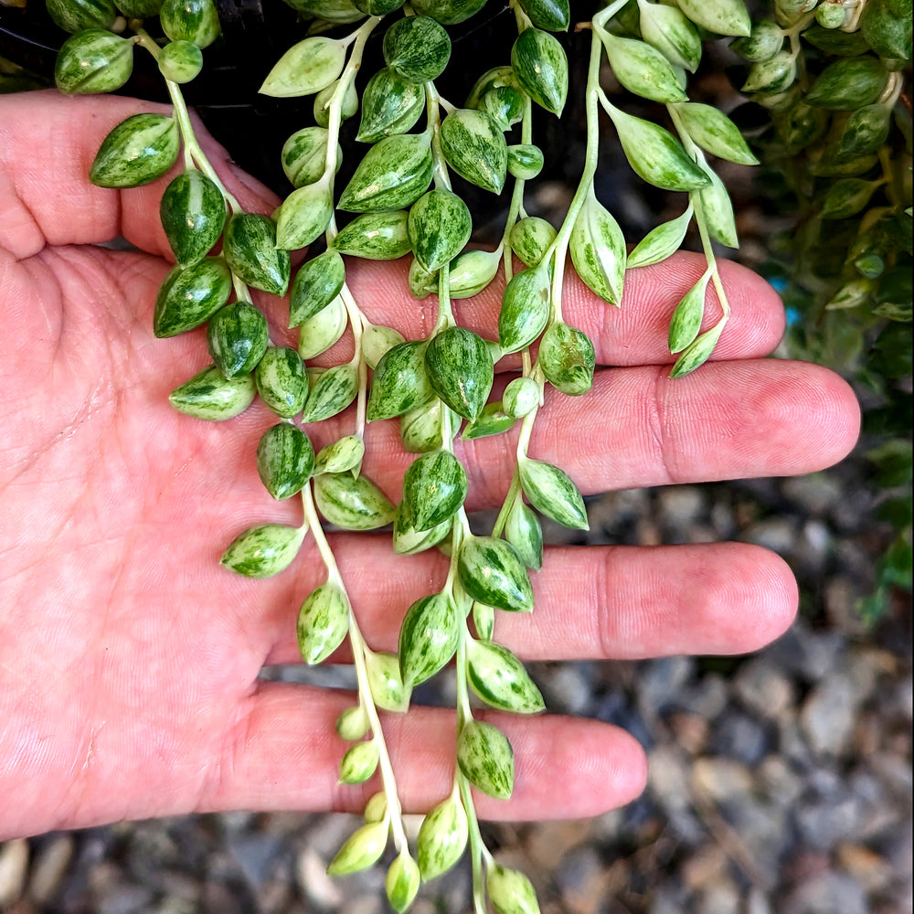 Everything you need to know about Angel Tears! – Our Plant Shop