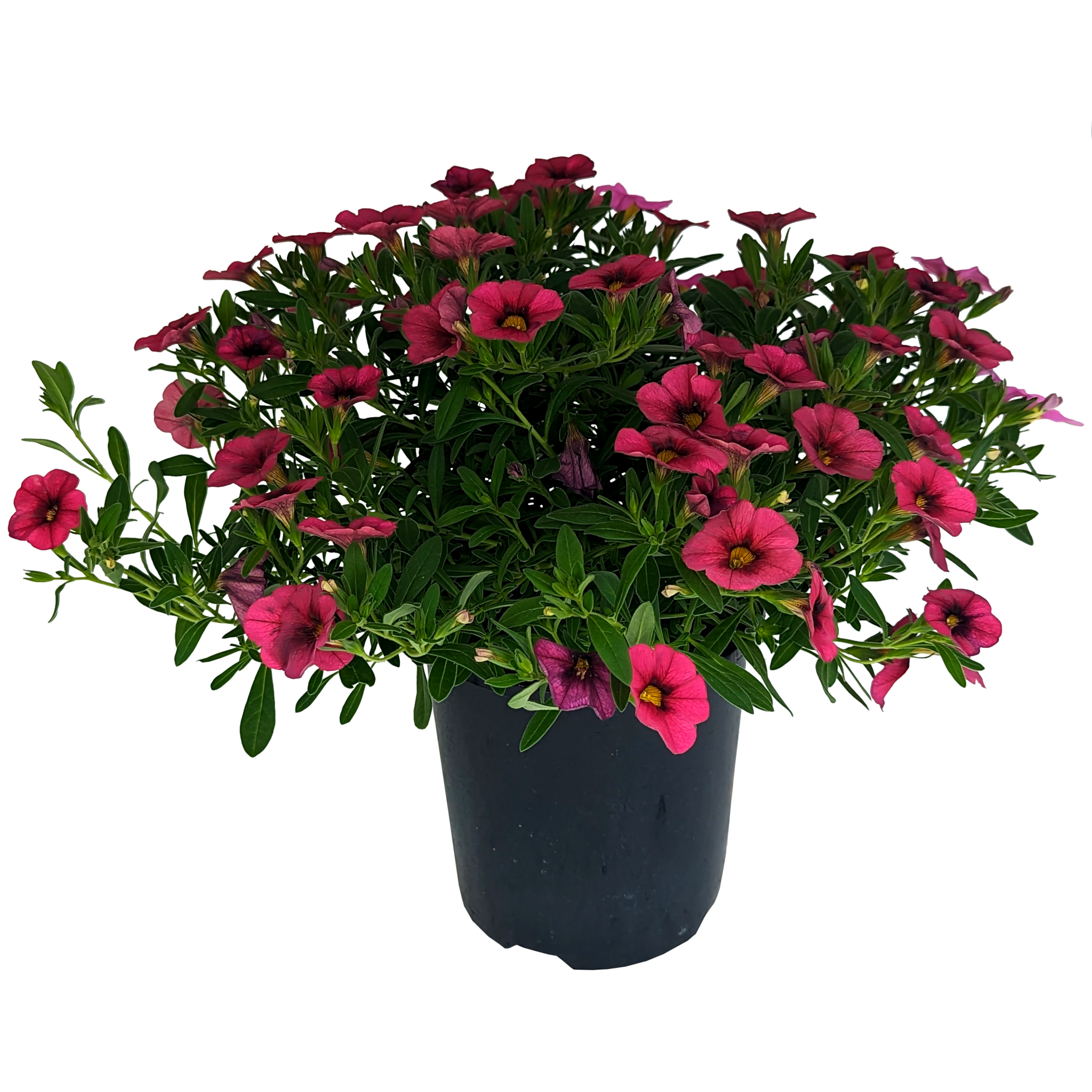 Calibrachoa paviflora - Million Bells | Our Plant Shop