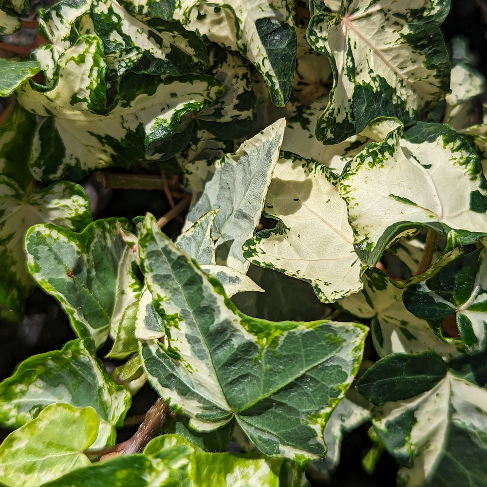 How to: Hedera helix – Our Plant Shop