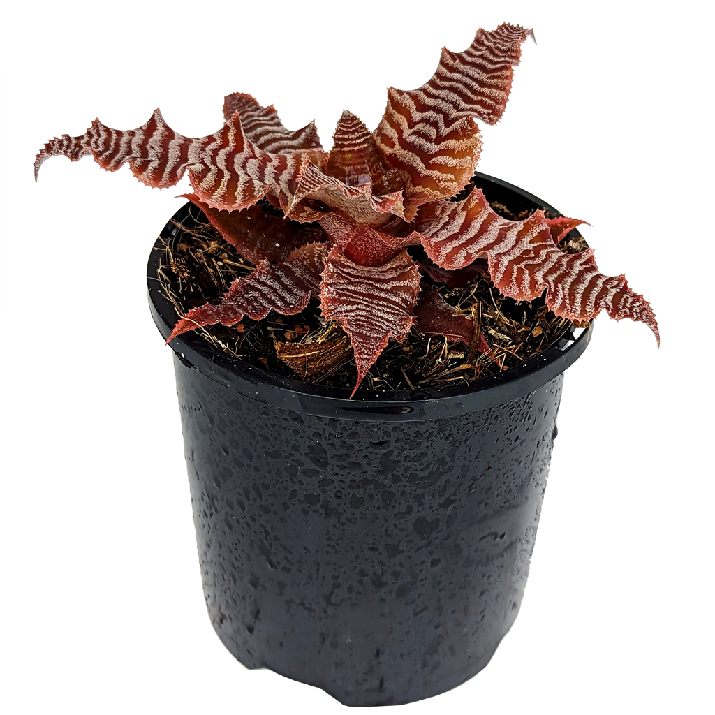 Cryptanthus zonatus - 'Earth Star' | Our Plant Shop