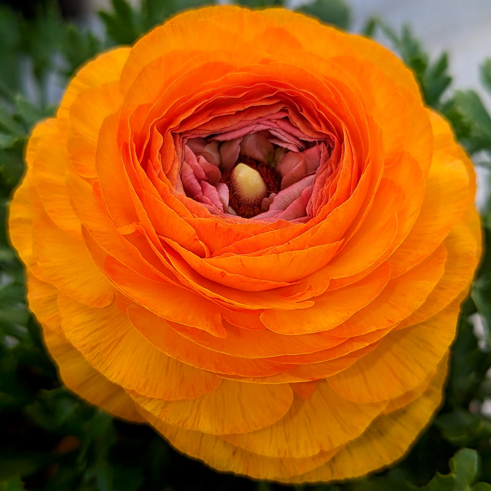 Beauty in the Unexpected - Ranunculus – Our Plant Shop