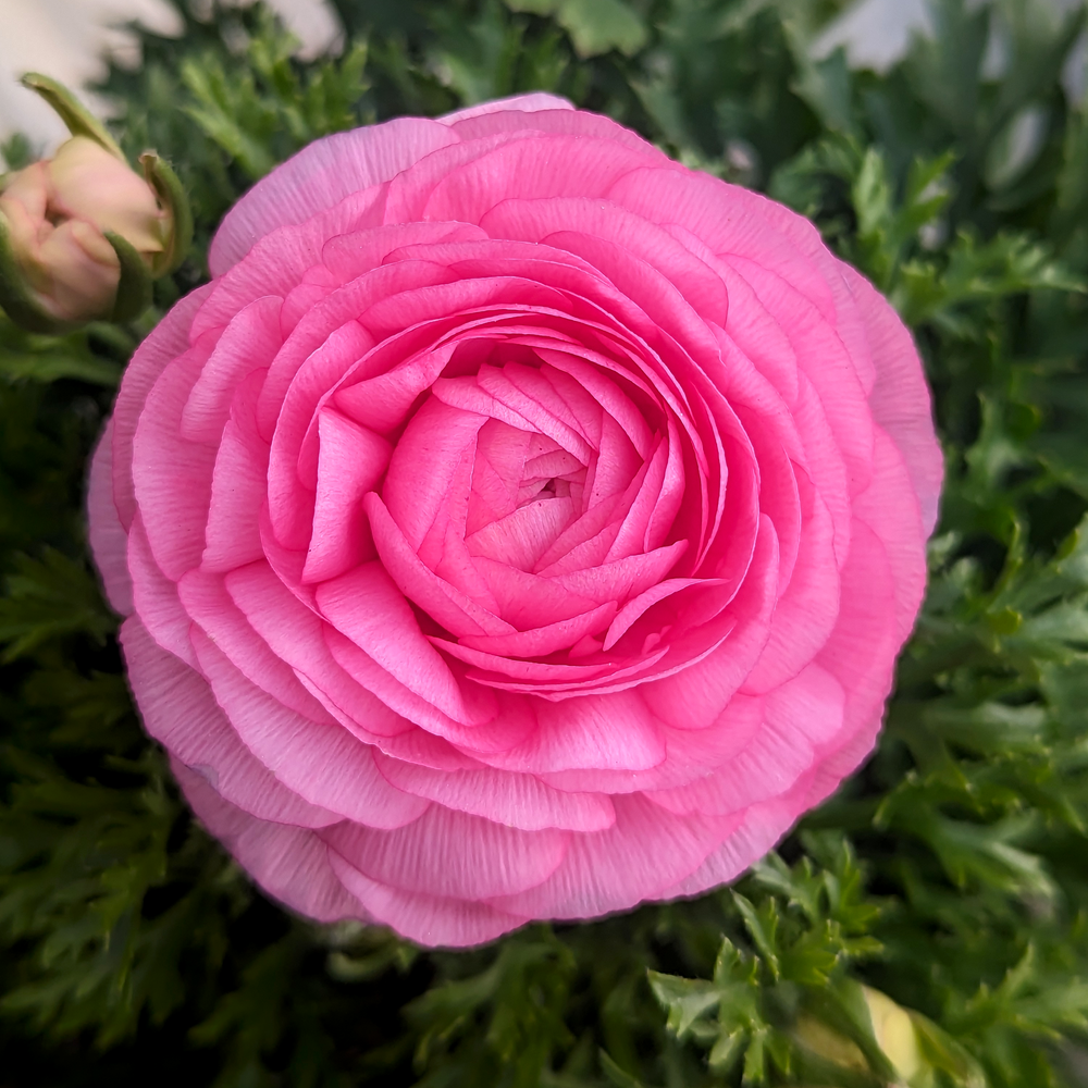 Beauty in the Unexpected - Ranunculus – Our Plant Shop