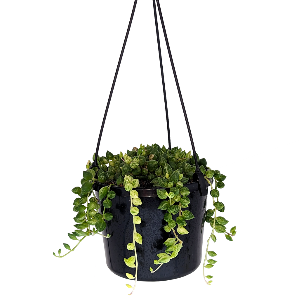 Senecio rowleyanus - Variegated Angel Tears | Our Plant Shop